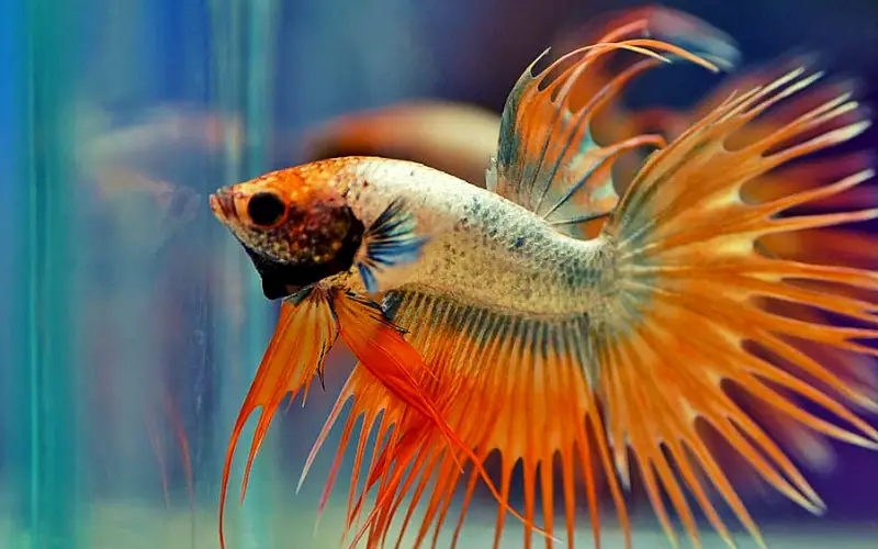 Betta Fish Fin Rot: Causes, Symptoms & Best Treatments