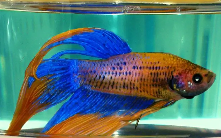 Betta Fish Fin Loss 101: Causes, Care, and Prevention Tips