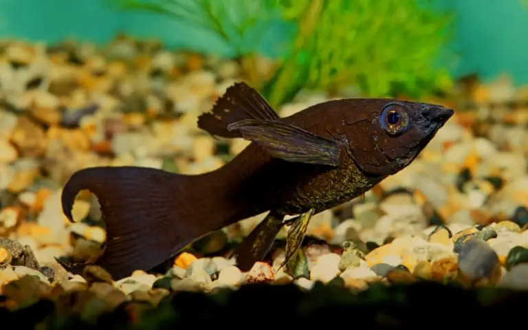 Are Black Molly Fish Bottom Feeders: (The Shocking Truth)
