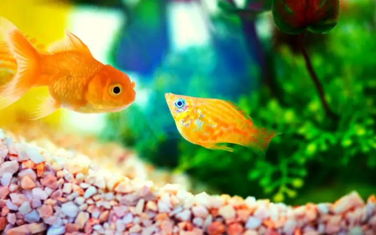 Molly Fish with Goldfish: Beware! The #1 Risk to Tank Bliss!