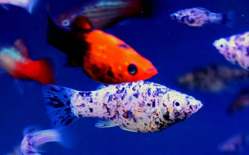 Dalmatian Molly Male Vs Female: (5 Foolproof Differences)