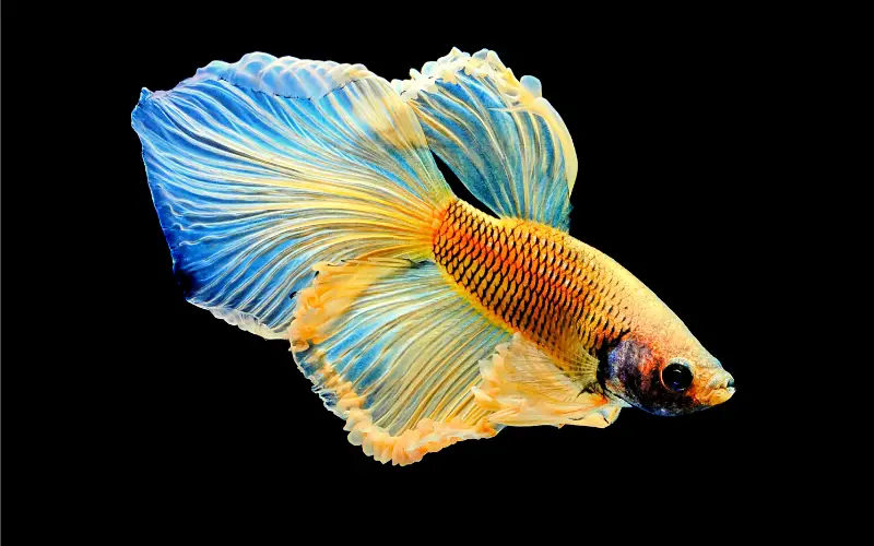 7 Reasons Why Do Betta Fish Sleep a Lot & (How to Stop It?)