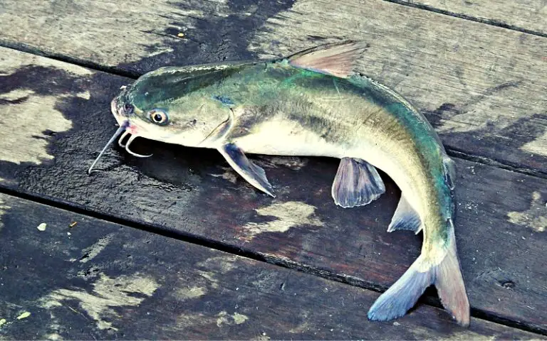 How Long Can a Catfish Live: A Comprehensive Beginners Guide