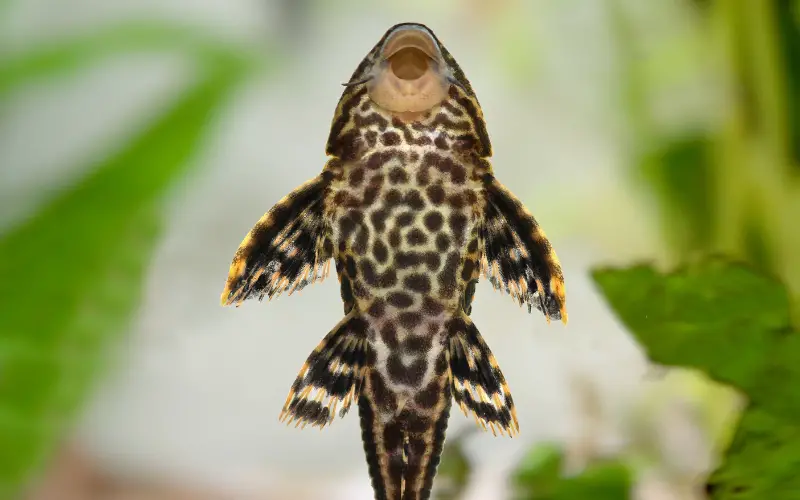 7 Best Fish Tank Cleaning Fish: (Keep Your Tank Sparkling)