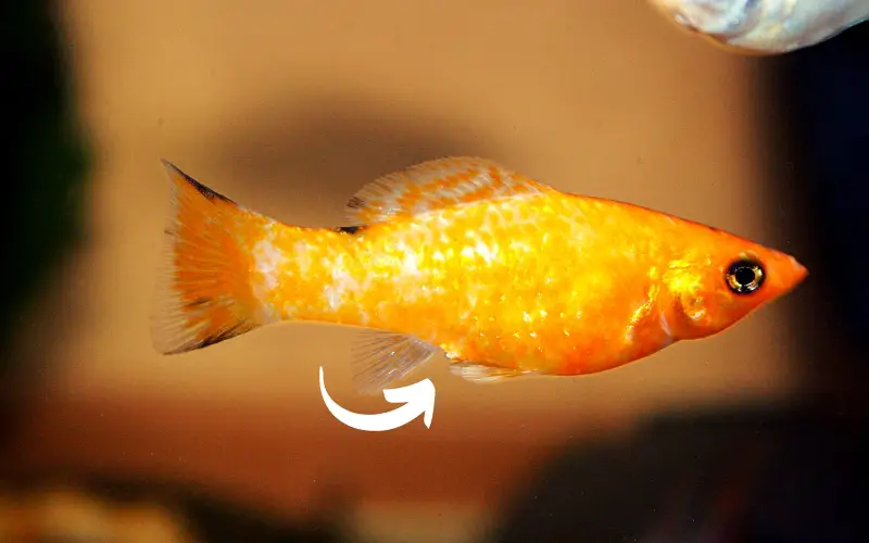 How Do You Know If a Molly Fish Is Pregnant (Telltale Signs)