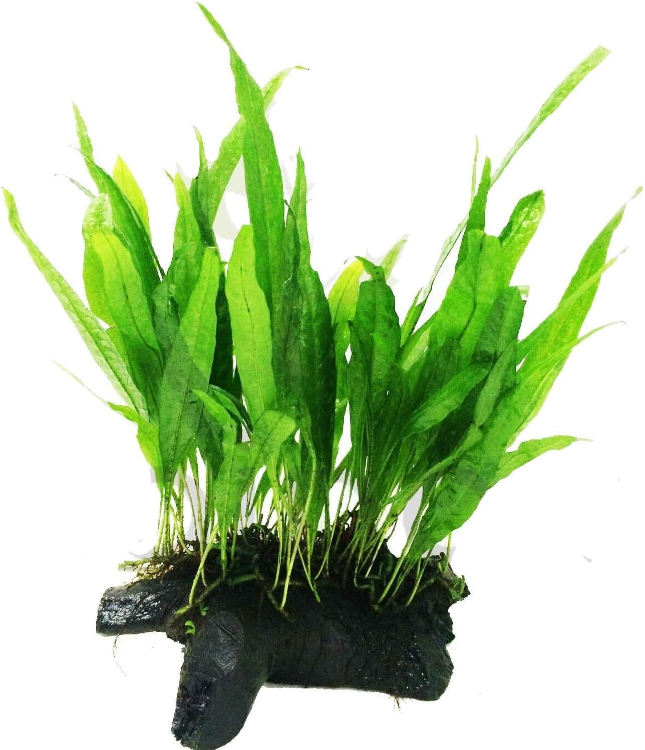 10 Best Plants for Betta Fish Tank: (A Comprehensive Guide)