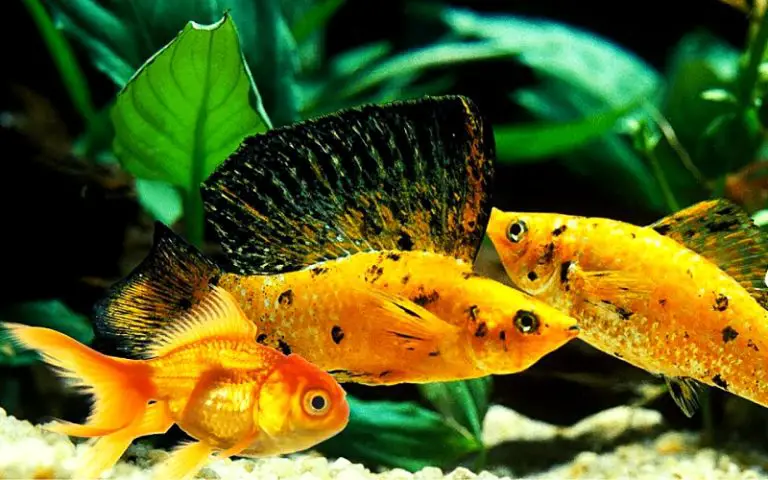 Saltwater Mollies 101: Care & Maintenance in Your Reef Tank