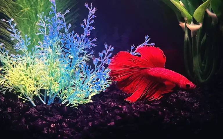 Betta Velvet Disease: Symptoms, Treatment & Prevention Guide