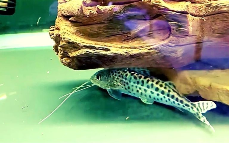 Punctatus Cory Catfish Profile: Care, Diet, Tank Size & More