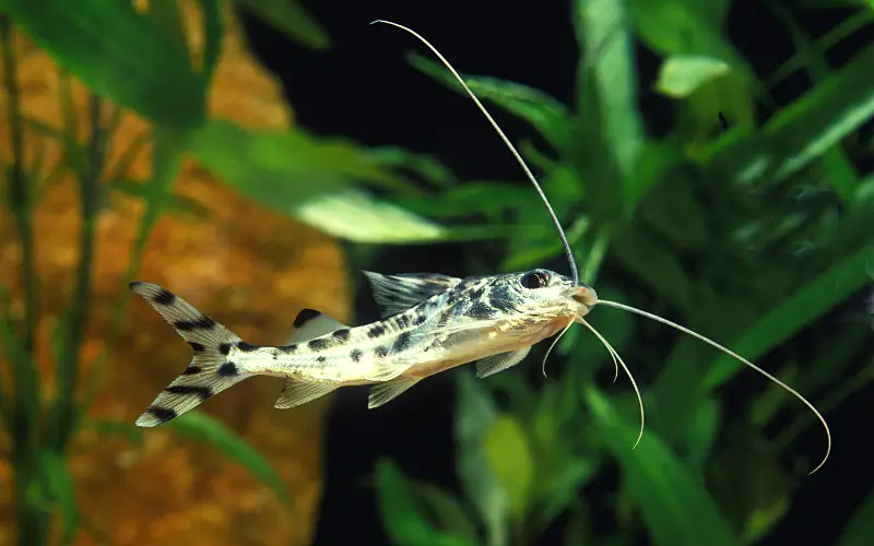 Are Pictus Catfish Aggressive: 5 Sneaky Signs & Quick Fixes!
