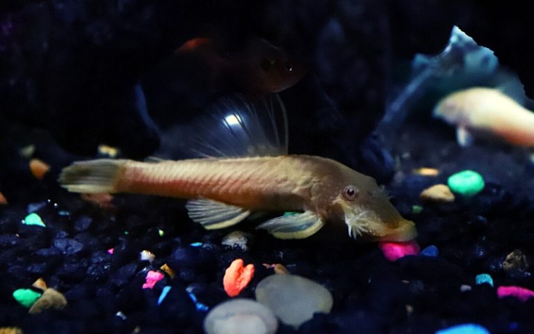 Ultimate Rubber Lipped Pleco Care Guide: Price, Size & More