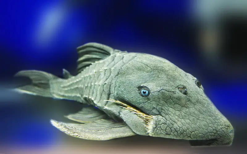 Ultimate Rubber Lipped Pleco Care Guide: Price, Size & More