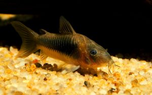 Black Cory Catfish - The Secret They’re Hiding From You!