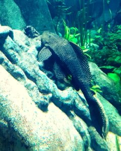 Ultimate Rubber Lipped Pleco Care Guide: Price, Size & More