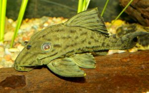 Ultimate Rubber Lipped Pleco Care Guide: Price, Size & More