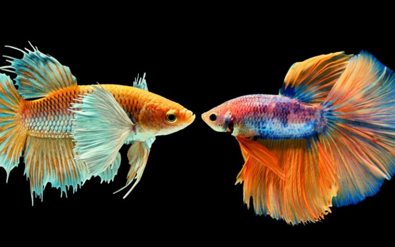 Are Female Bettas Aggressive Species? (Key Facts to Know!)
