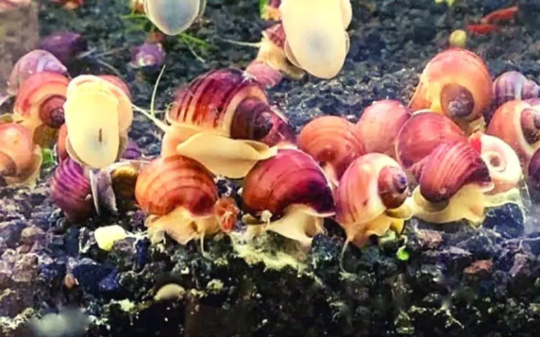 7 Stunning Mystery Snail Colors You Never Knew Existed!