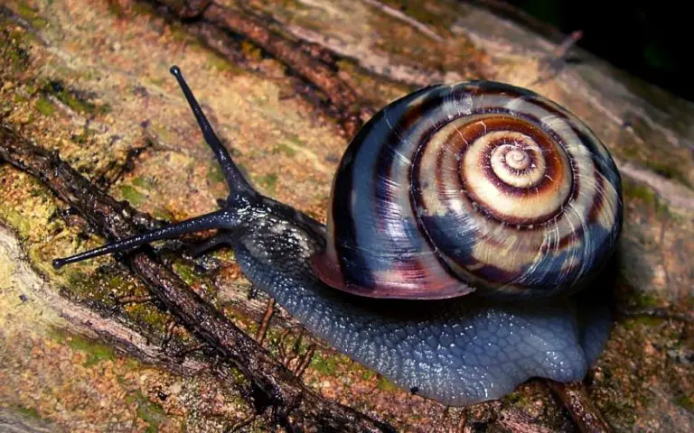 How Big Do Mystery Snails Get: A Comprehensive (Care Guide)