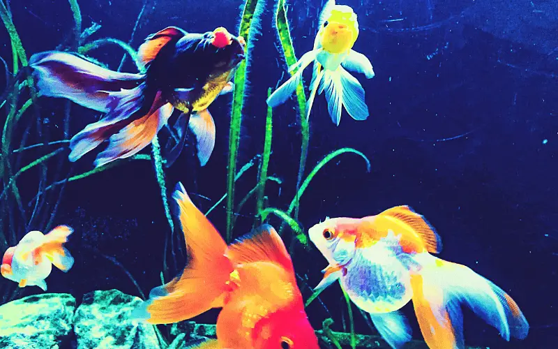 How Do Goldfish Sleep in a Tank? (Discover the Truth)