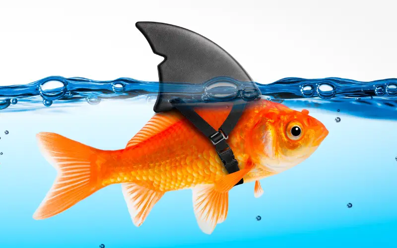 Do Goldfish Have Teeth & Can They Bite? (Mystery Uncovered)