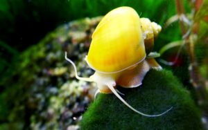 Why Is My Mystery Snail Floating: 3 Major Causes & Quick Fix