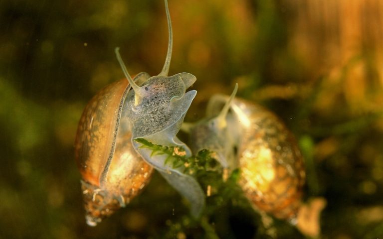 How Do Mystery Snails Reproduce? (Breeding Guide & Tips)
