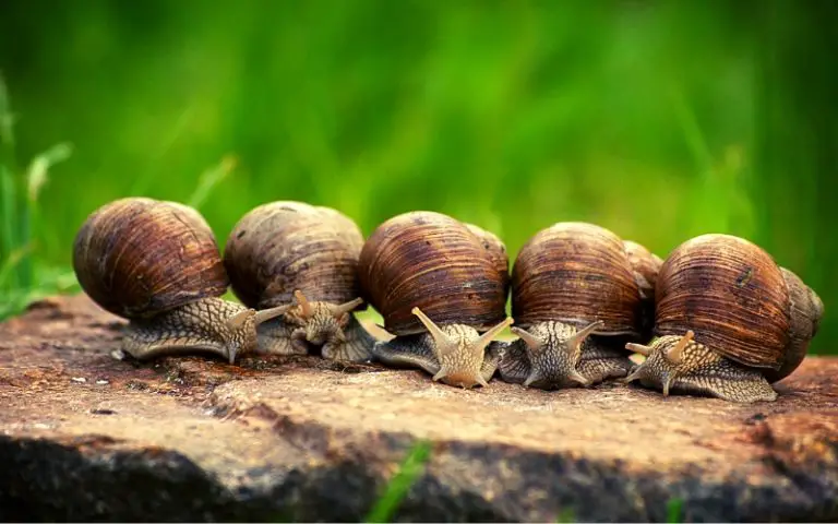 Mystery Snail Reproduction Process 101 (Expert Care Tips)