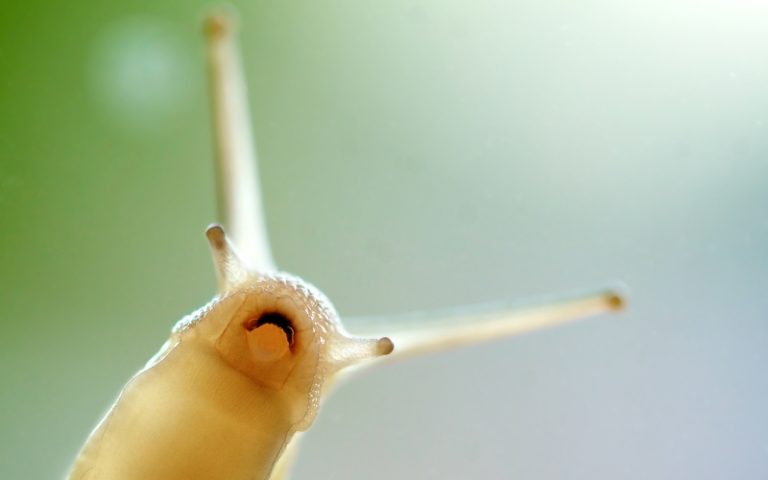 Best Mystery Snail Food: Feeding Tips & Tricks (for Success)