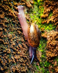 Is Snail Without Shell Just A Slug: (Uncovering the Truth)