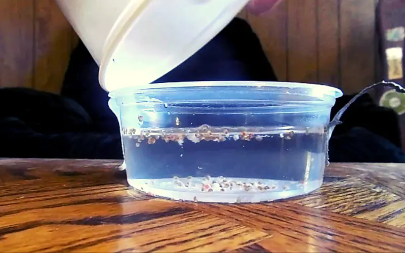 How to Hatch Mystery Snail Eggs in Aquarium: (The Easy Way)