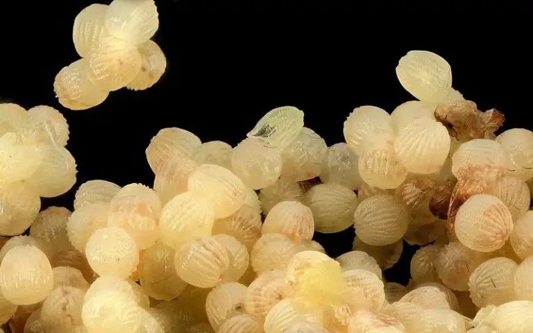 Snail Eggs in Fish Tank 101: (Identifying & Caring for Them)