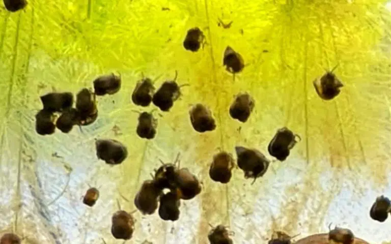 Baby Snails Appeared in My Fish Tank Good OR Bad! (Surprise)