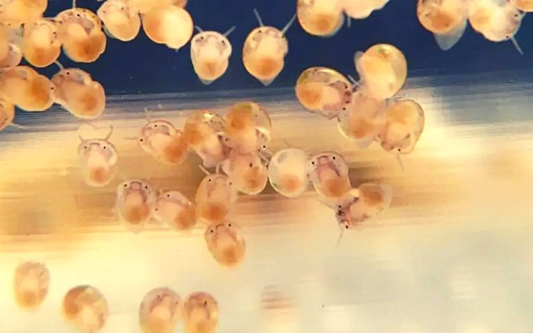 Do Nerite Snails Reproduce? (Let’s Uncover the Mystery)