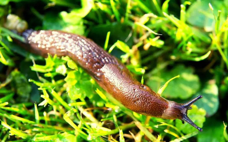 Is Snail Without Shell Just A Slug: (Uncovering the Truth)