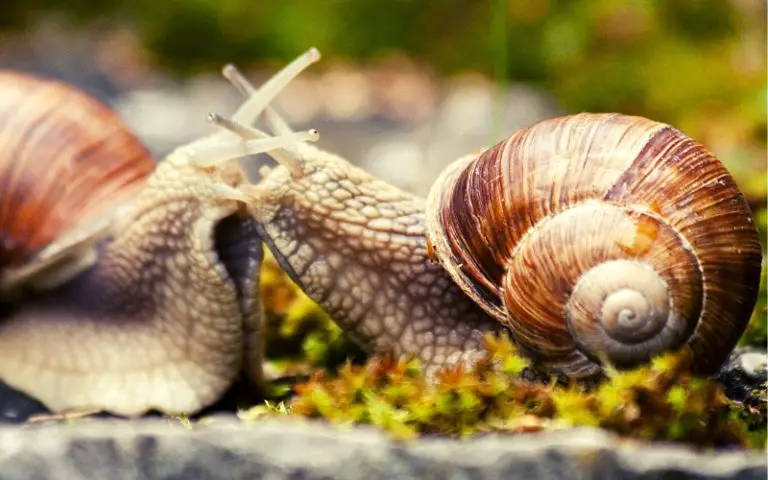 Are Mystery Snails Asexual Creatures (Unveiling the Secrets)