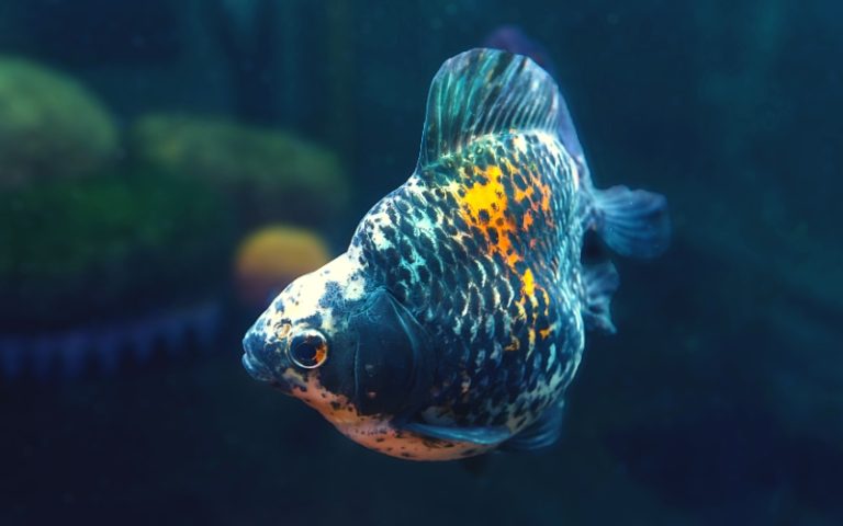 How Long Are Goldfish Pregnant Before Laying Eggs?