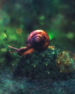 The Magical Journey of Mystery Snail Eggs: (A Closer Look)