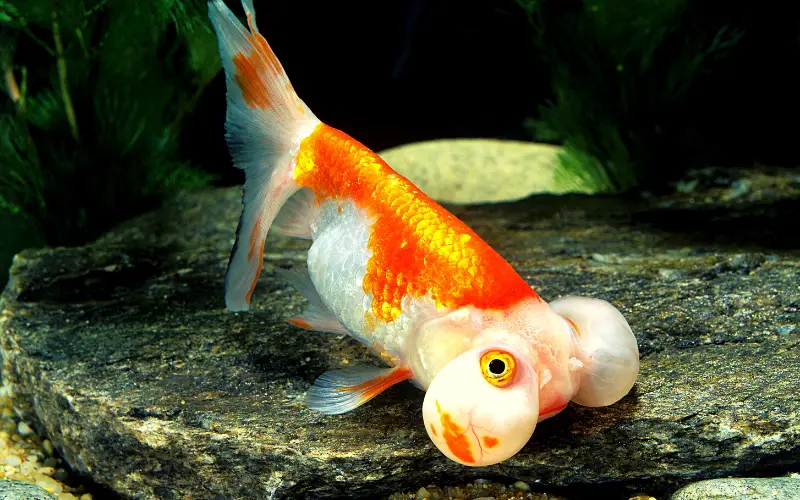 Bubble Eye Goldfish - Fascinating Facts and Care Tips!