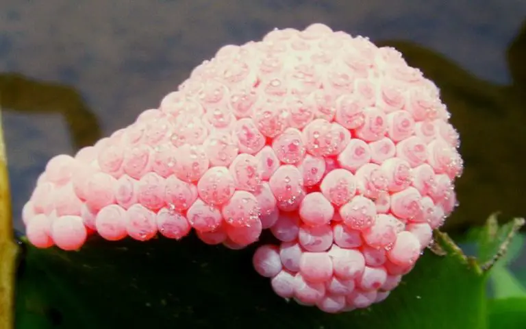 How to Hatch Mystery Snail Eggs in Aquarium: (The Easy Way)