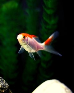 Discover the Dazzling World of Goldfish Comets! (Must Read)