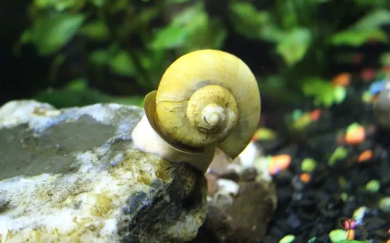 How to Tell If Mystery Snail Is Dead: (Proven Method)