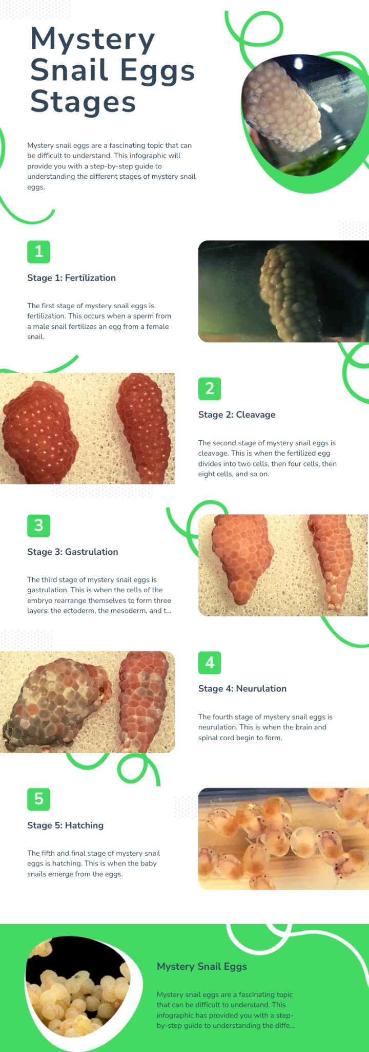 Mystery Snail Eggs Stages 101: (A Step-By-Step Guide)