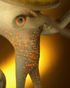 Mystery Snail Hanging Out of Shell: (Is Something Wrong?)