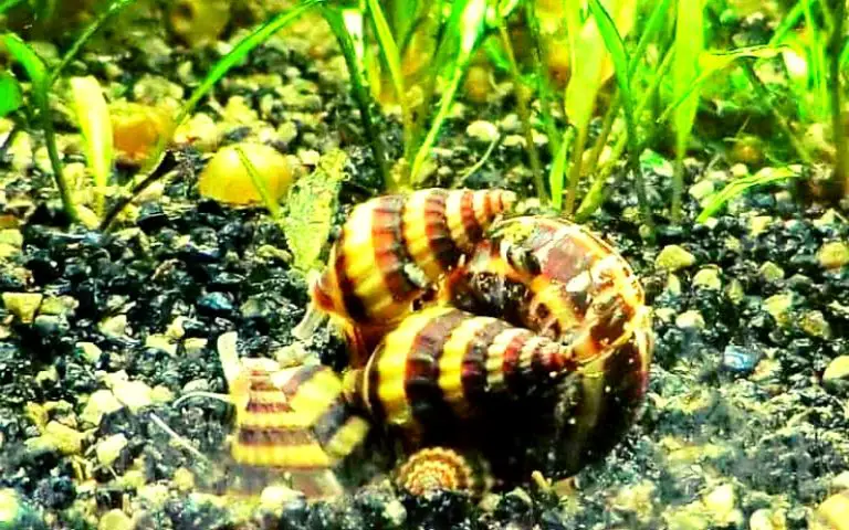 Will Assassin Snails Eat Nerite Snails: (The Shocking Truth)