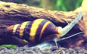 What Do Assassin Snails Eat: A Comprehensive (Feeding Guide)