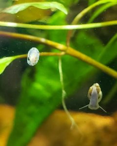 How to Get Rid of Aquarium Pest Snails Easily (Solved)