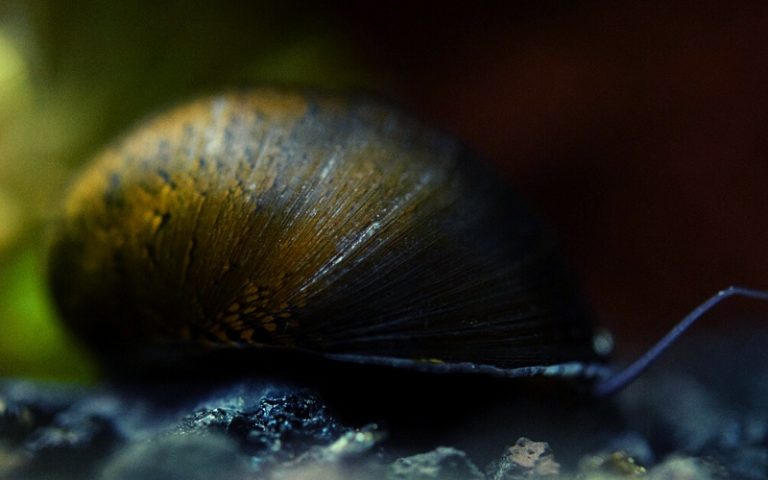 Black Racer Nerite Snail 101: Comprehensive Beginners Guide!