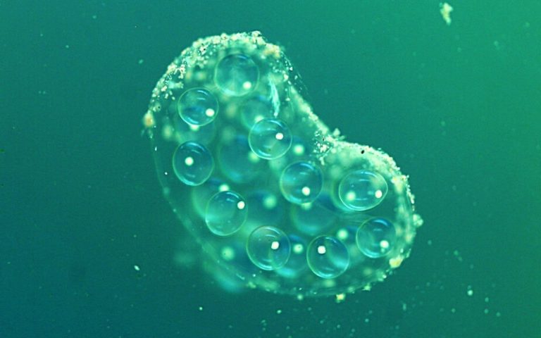 Pond Snail Eggs - What to Expect, and How to Remove Them!