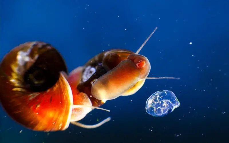 Ramshorn Snail Breeding Tank Setup at Andrew Gillan blog