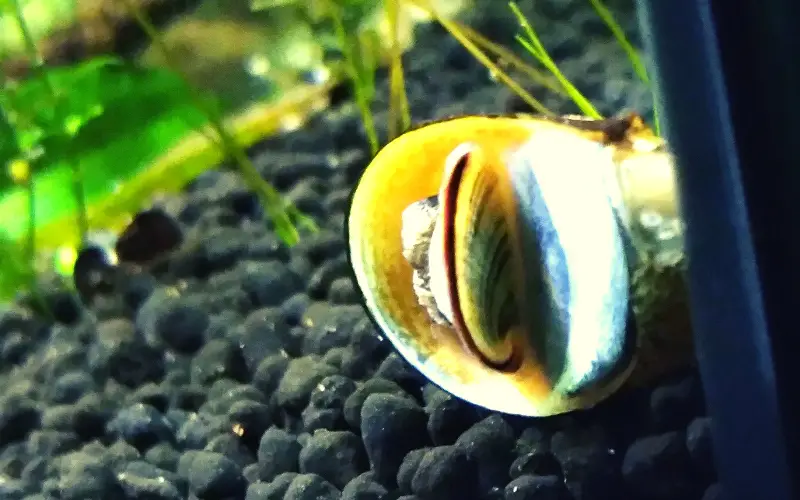 Dead Nerite Snail: Signs, Causes, and What to Do Next!